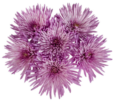 Spider/cremon Mum - Each - safeway