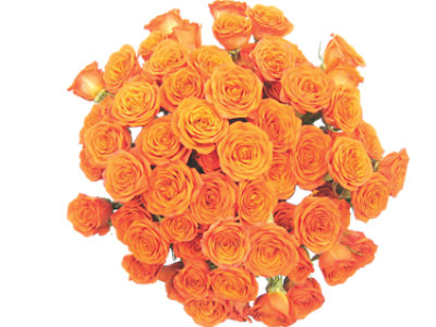 Debi Lilly 50 Bloom Spray Rose - EA - safeway