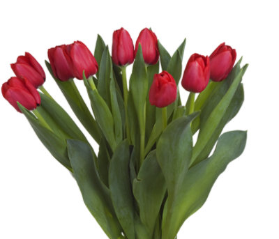 Tulips 9 St - EA - vons