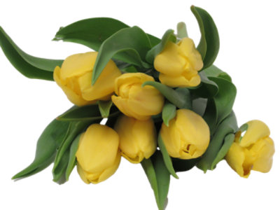7 Stem Cut Tulips - EA - vons