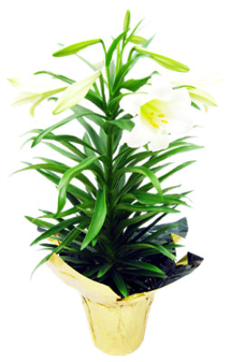 Lily Easter - Each - albertsons