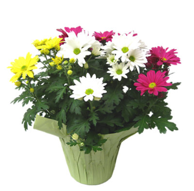Mum Tri Color 6 - EA - Jewel-Osco