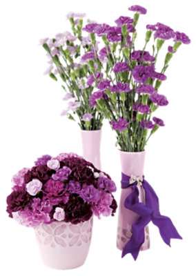 Carnation Florigene Moonseries - 6 STEM - Albertsons