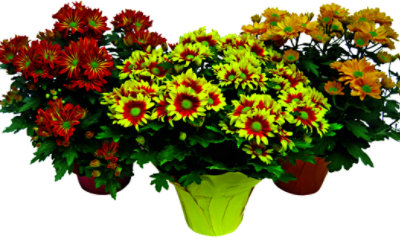 Mum Pelee - 6.5 IN - safeway