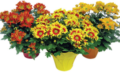 Mum Decorated 6in - 6 INCH - safeway