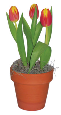 Tulip Decorated - 6 INCH - safeway