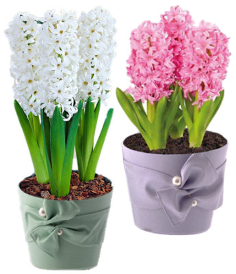 Hyacinth In Pearl Bow Pot Cover -6 Inch - Each - albertsons
