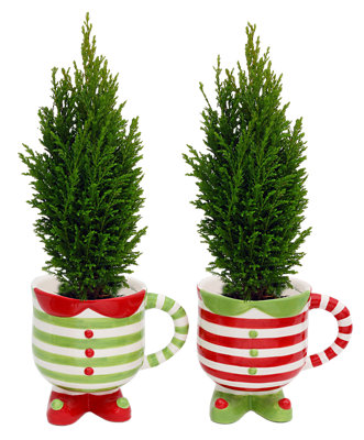 3 Inch Pine Euro Footed Elf Mug - safeway