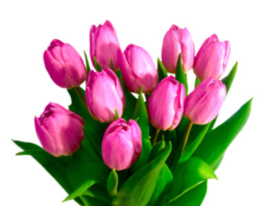 Tulip 10 Stem - Each - vons
