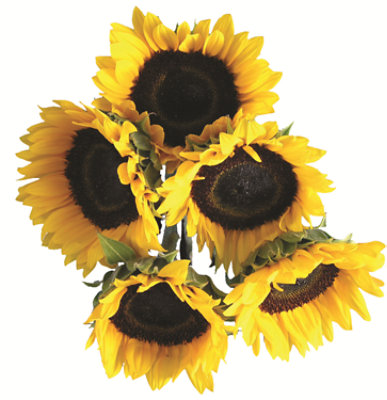 Sunflower 5 Stem - Each - safeway