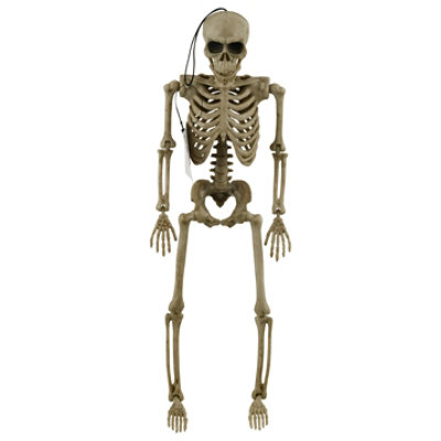 Posable Skeleton 12 piece - Each - kingsfoodmarkets