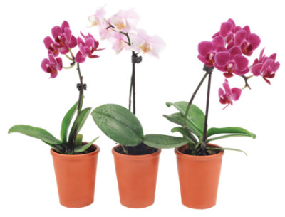Overjoyed Boutique Simply Orchid 2 Inches - Each - safeway
