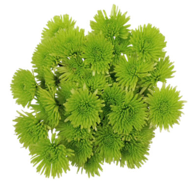Signature SELECT 7 Stem Green Poms - Each - albertsons