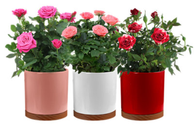 Rose In Iris Ceramic 4 Inch - Each - albertsons