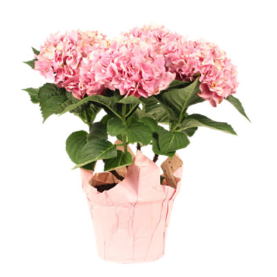 Debi Lilly Hydrangea Pink 6.5 Inch - Each - safeway