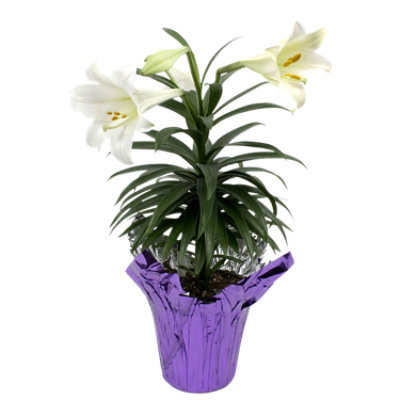 Easter Lily 4.5 Inch - 15 Count - albertsons