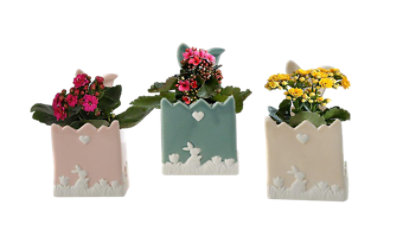 Kalanchoe Bunny Planter - 2 Inch - safeway