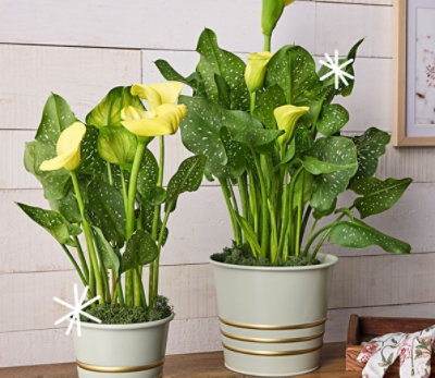 Shop for Flowers, Cards, Occasion at your local Safeway Online or In-Store